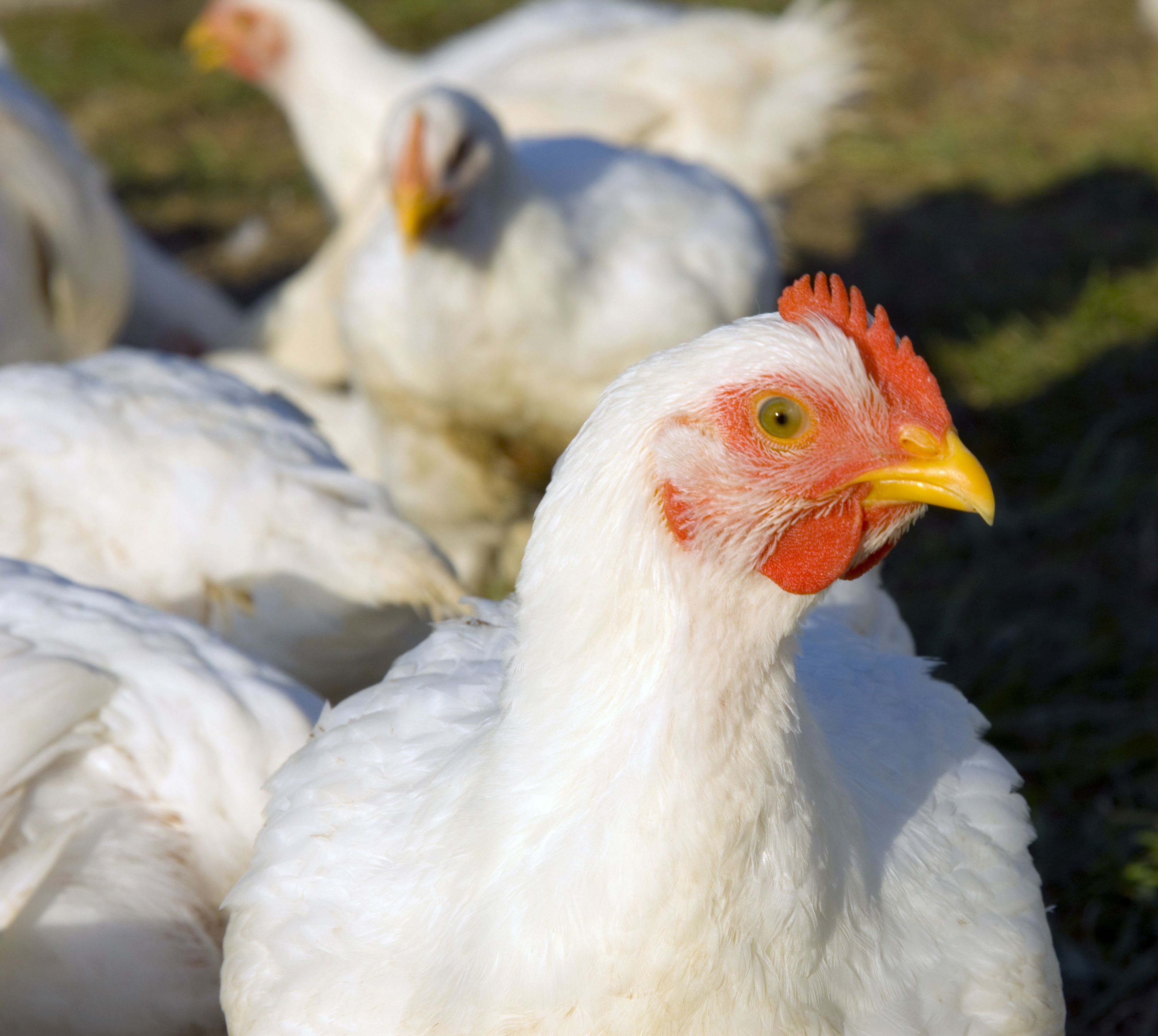 Better Chicken Commitment Working with the food industry to create ...