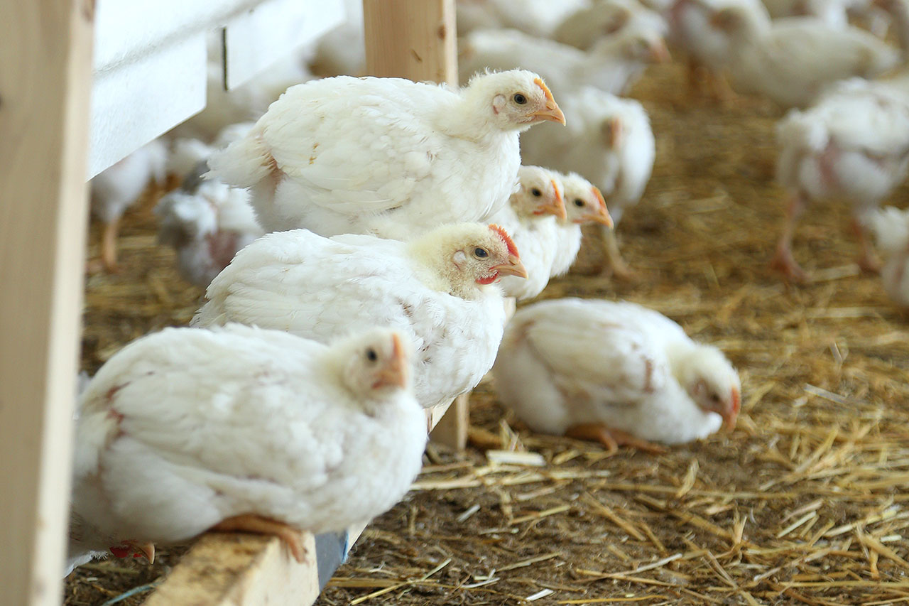 Better Chicken Do you eat chicken and care about animal welfare?