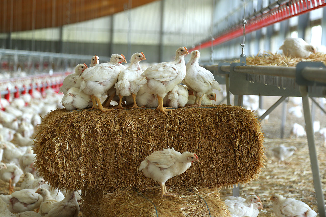 Better Chicken Commitment Working with the food industry to create ...