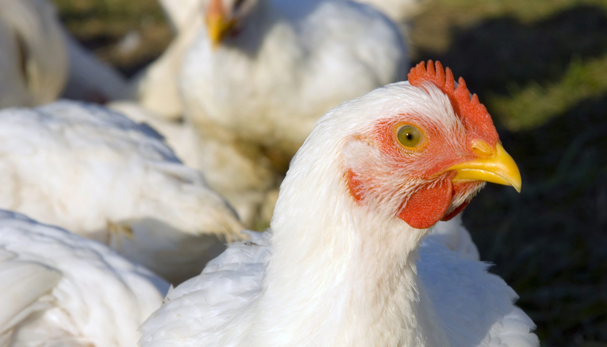 Better Chicken Commitment Working with the food industry to create ...