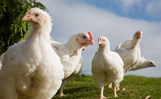 Better Chicken Commitment Working with the food industry to create ...