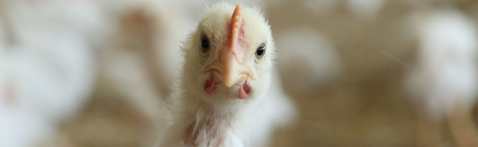 Chick-O-Meter labeling guide