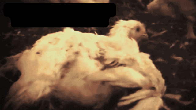 Better Chicken Commitment Working with the food industry to create ...