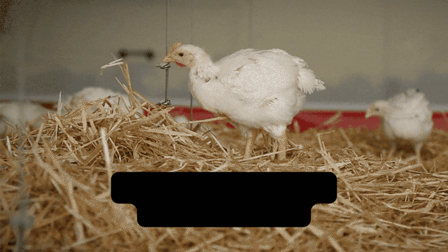 Better Chicken Commitment Working with the food industry to create ...