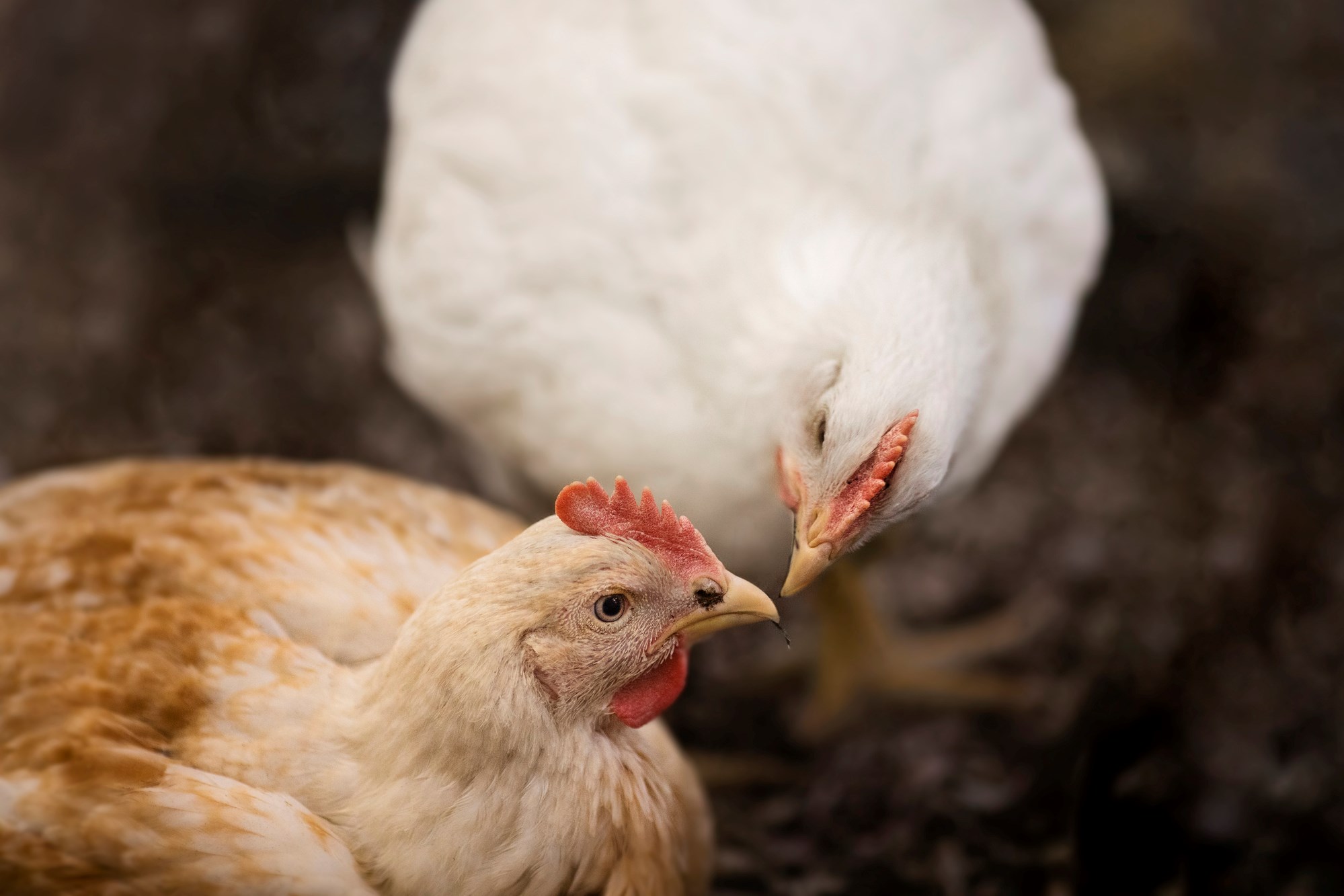 Support the Better Chicken Commitment and improve chicken welfare.