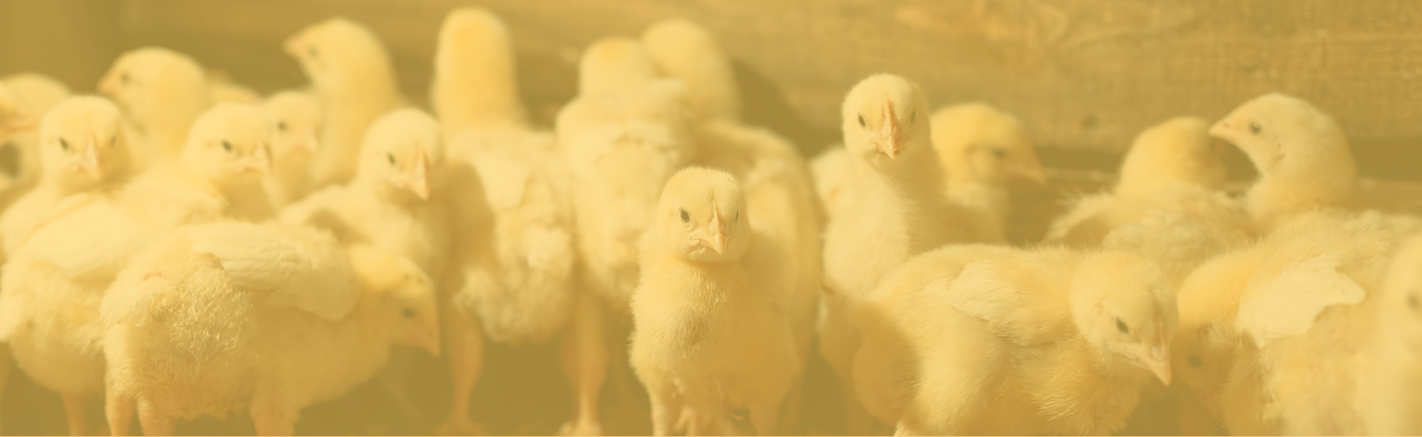 Support the Better Chicken Commitment and improve chicken welfare.